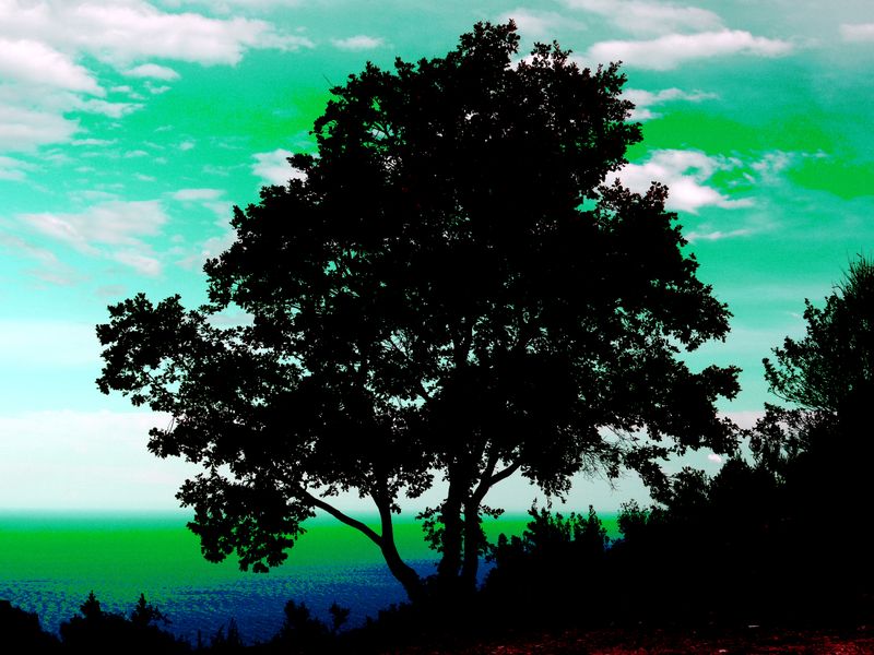 My own tree | Smithsonian Photo Contest | Smithsonian Magazine