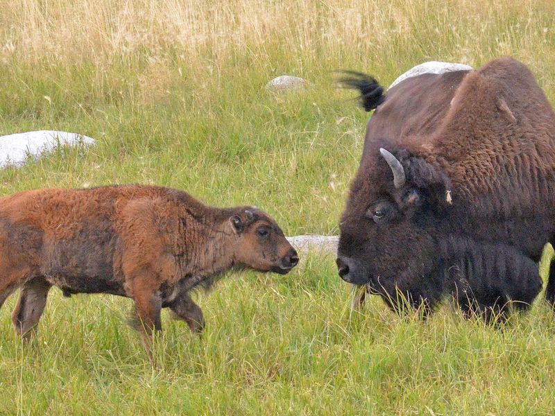 Bison Mother and Child | Smithsonian Photo Contest | Smithsonian Magazine