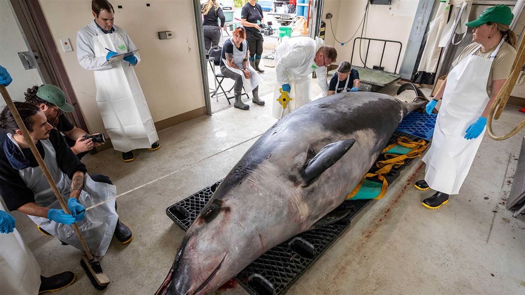 Scientists Just Dissected the World's Rarest Whale in New Zealand. Here ...