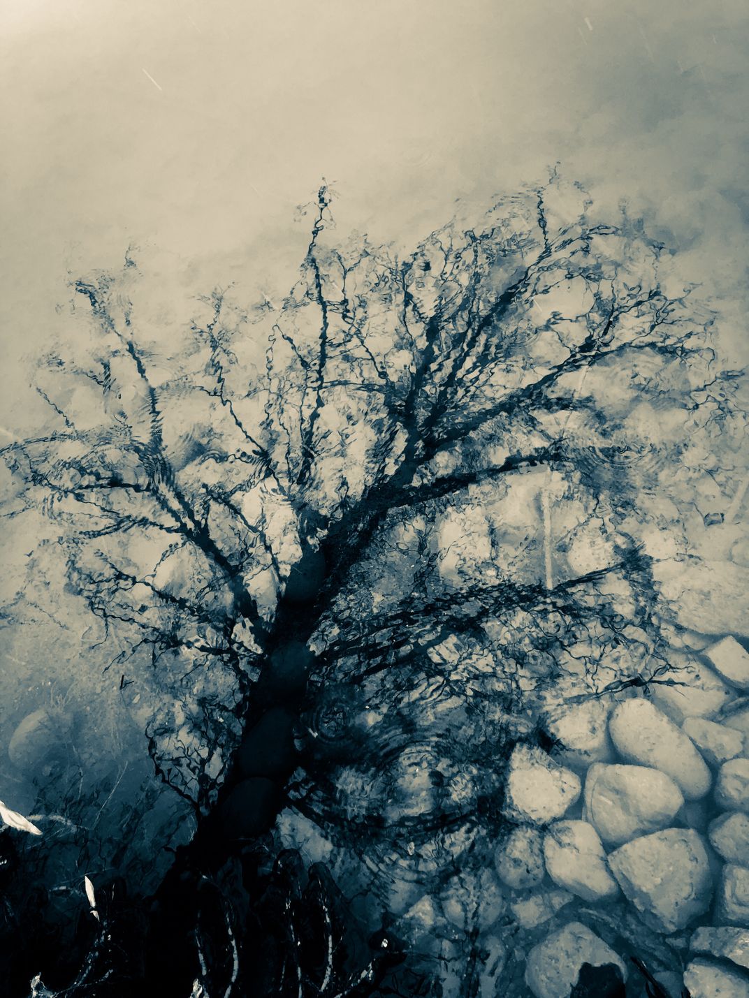 Tree reflected in early winter | Smithsonian Photo Contest ...