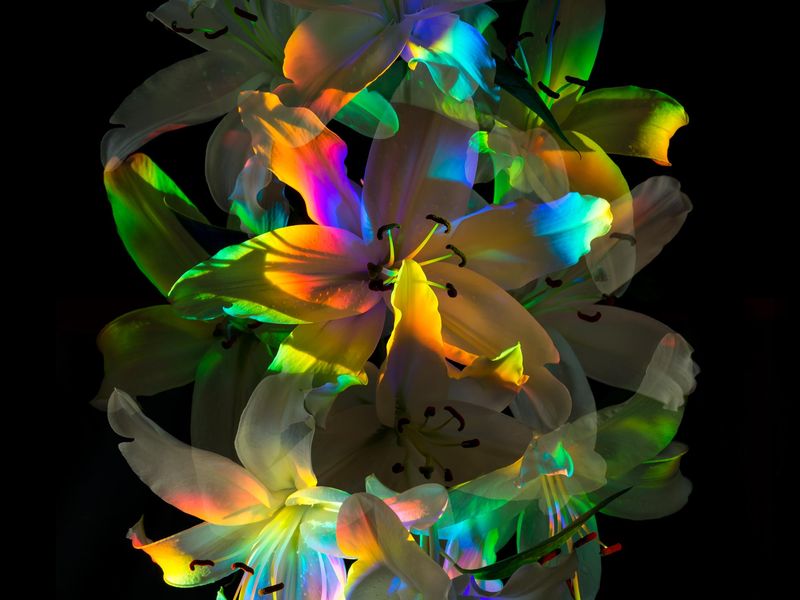 Aurora Florealis | Smithsonian Photo Contest | Smithsonian Magazine