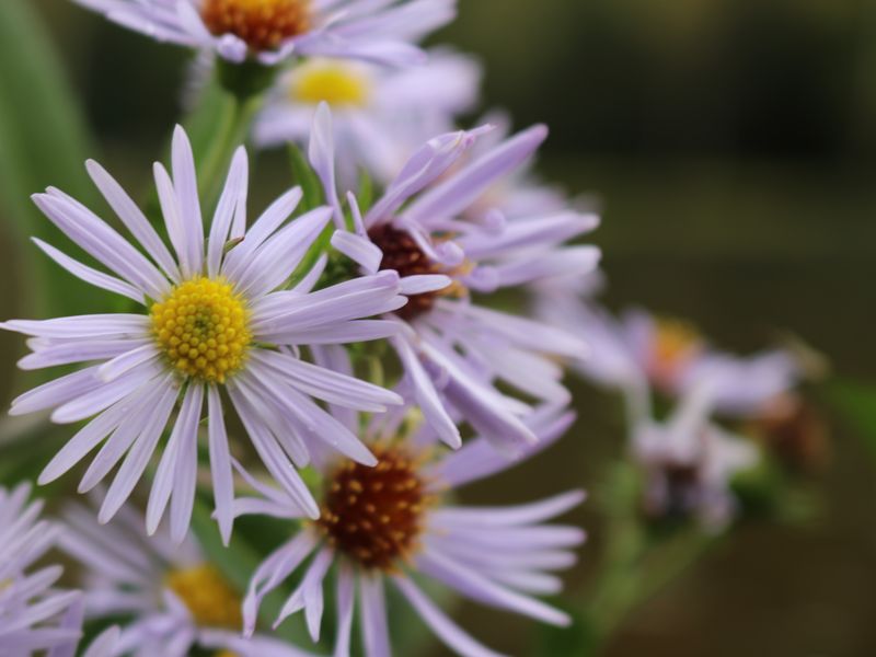 Wild flowers in Acadia National Park | Smithsonian Photo Contest ...