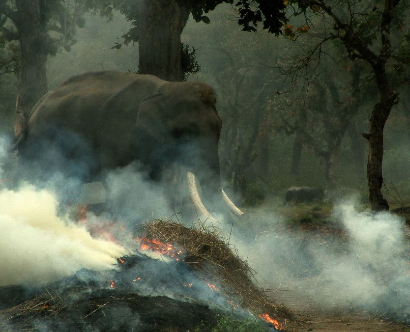 Elephants & Burning Fires, Forest North India | Smithsonian Photo ...
