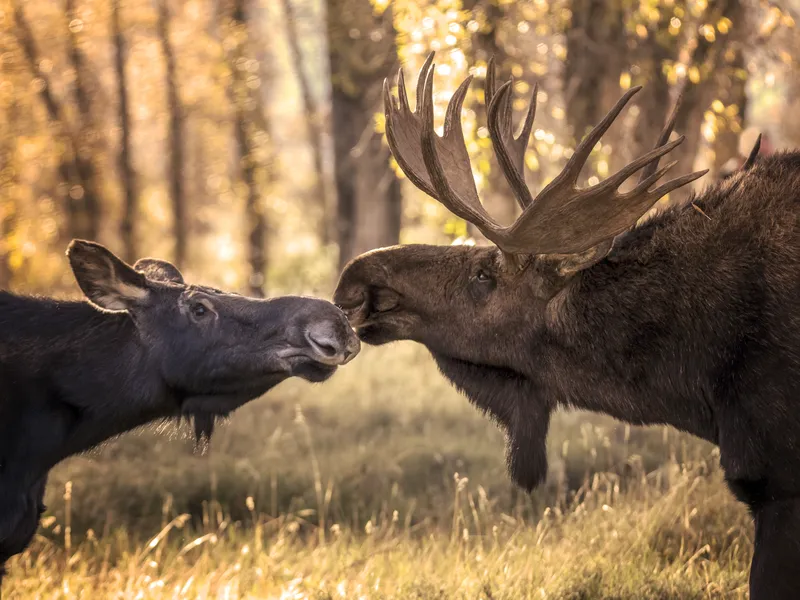 A fall moose kiss | Smithsonian Photo Contest | Smithsonian Magazine