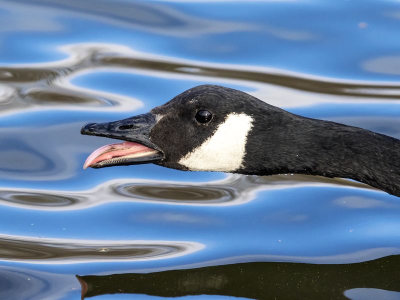 Angry Canadian Goose | Smithsonian Photo Contest | Smithsonian Magazine