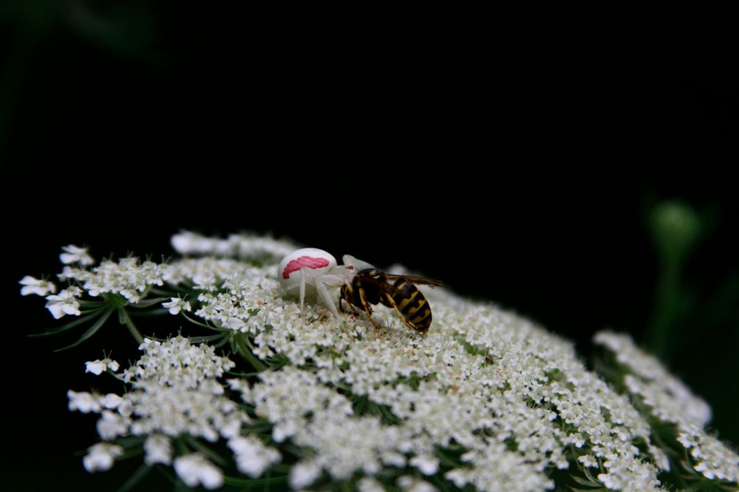 Crab Spider Hunting Wasp | Smithsonian Photo Contest | Smithsonian Magazine