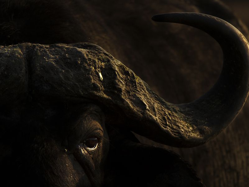 The baffalo | Smithsonian Photo Contest | Smithsonian Magazine