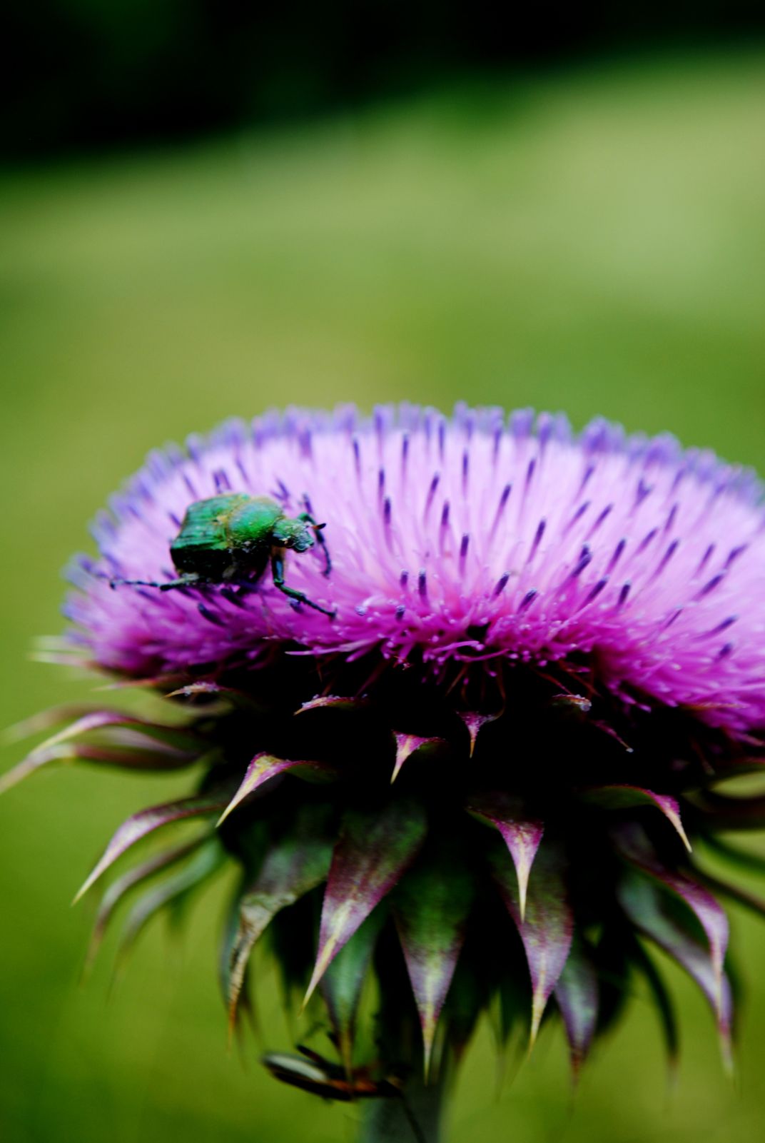 bug on a purple thistle | Smithsonian Photo Contest | Smithsonian Magazine