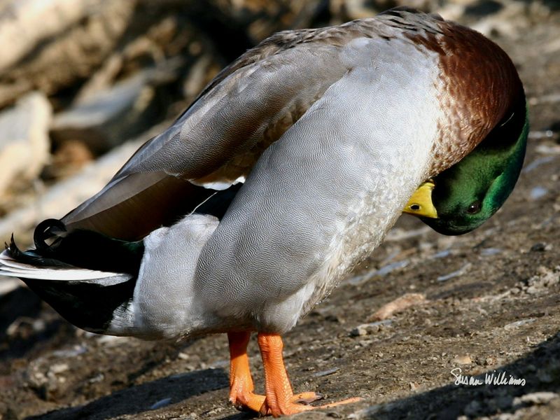 The Colors of a Mallard Duck | Smithsonian Photo Contest | Smithsonian ...