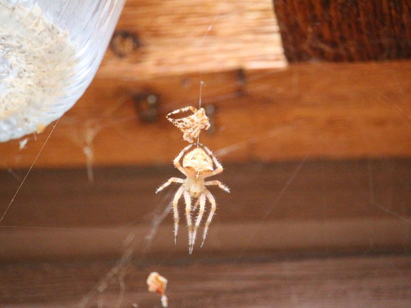 Spider shed its exoskeleton | Smithsonian Photo Contest | Smithsonian ...