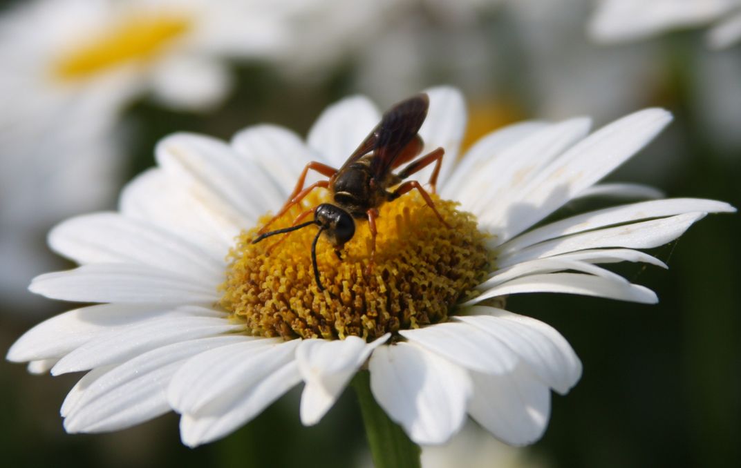 A Bee's Paradise | Smithsonian Photo Contest | Smithsonian Magazine