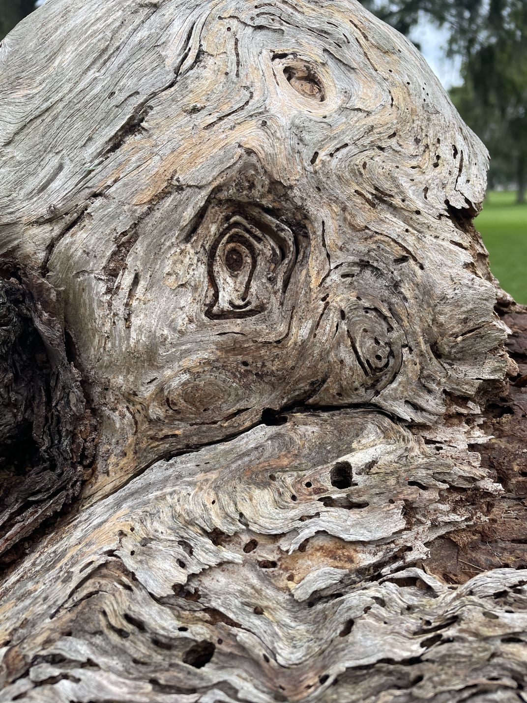 Mini Beasts’ Dwelling in Silver Springs | Smithsonian Photo Contest ...
