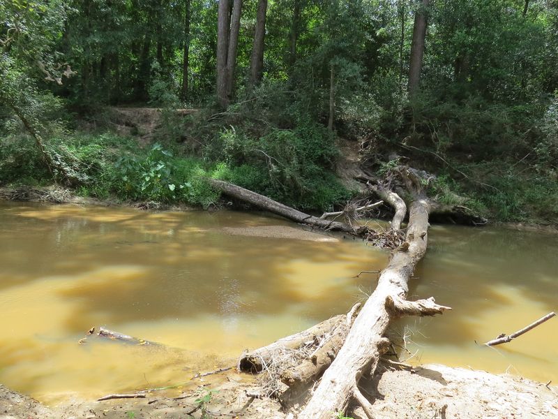 Fallen tree into river | Smithsonian Photo Contest | Smithsonian Magazine