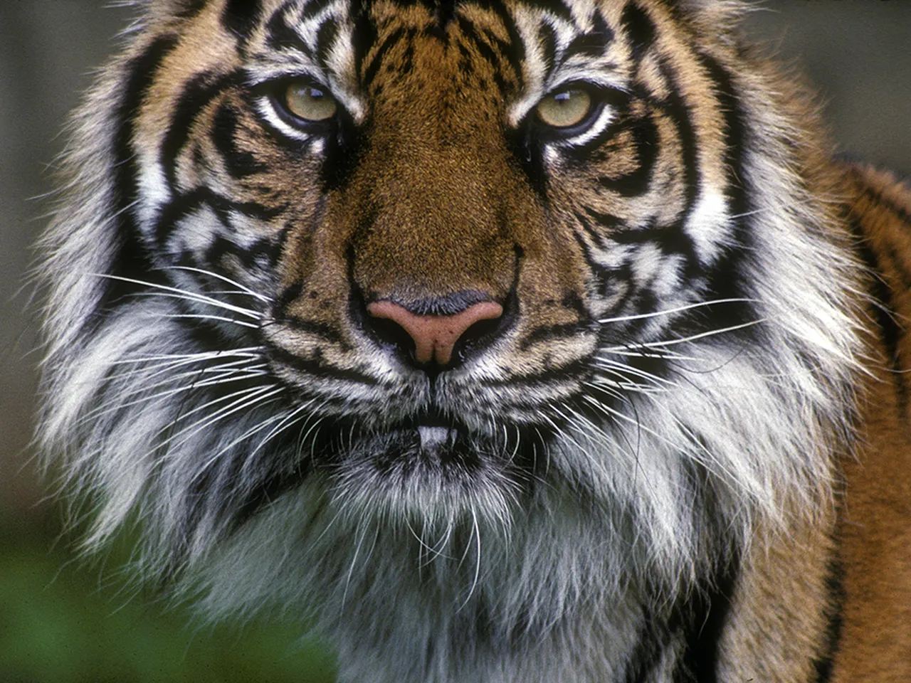 Sumatran Tiger Face