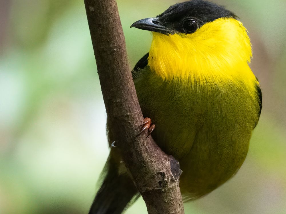 To Understand How Species Evolve, Scientists Flock to Where Charismatic ...