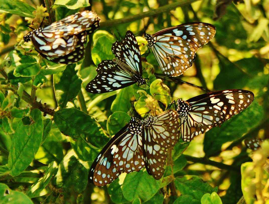 Butterflies' Convention | Smithsonian Photo Contest | Smithsonian Magazine