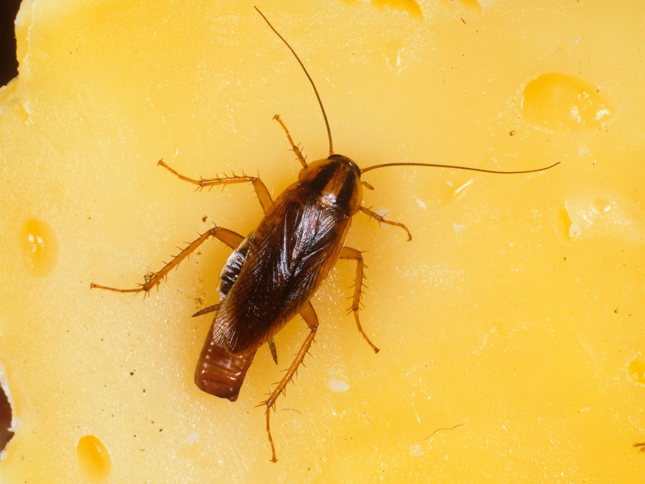 Roach Poop Signs Of Cockroach Infestation | FullScope Pest