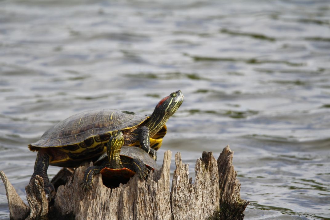 Sunbathing turtles at Eagle Bluff Conservation Area. | Smithsonian ...