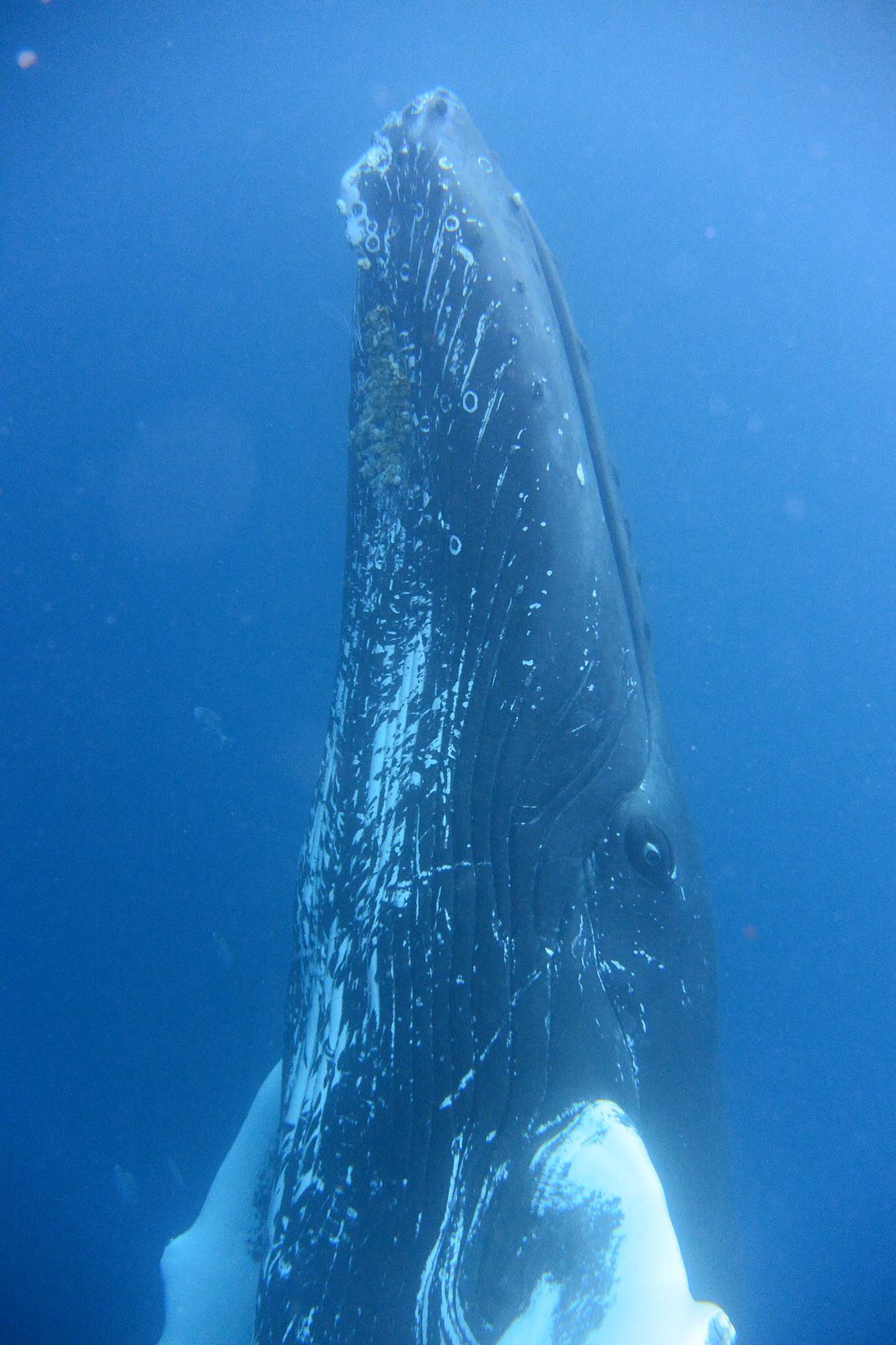 Eye to Eye with a Humpback | Smithsonian Photo Contest | Smithsonian ...
