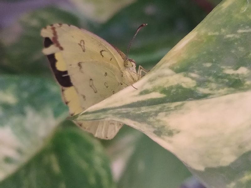 Buttery Butterfly 🦋 | Smithsonian Photo Contest | Smithsonian Magazine