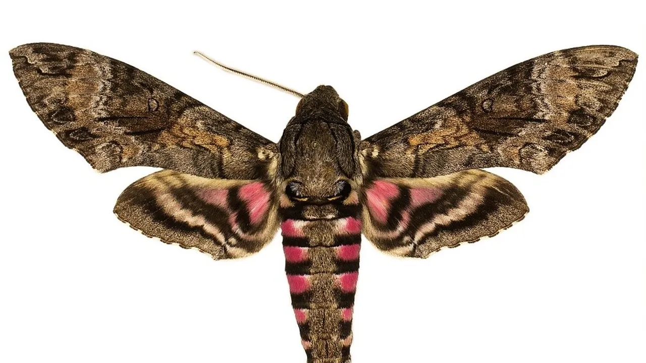 sphinx moth