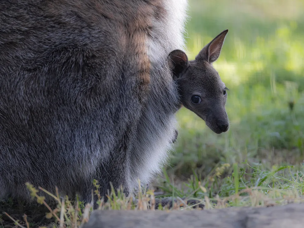 Meet the Cute, Rare and Remarkable Babies Born at the Smithsonian’s ...