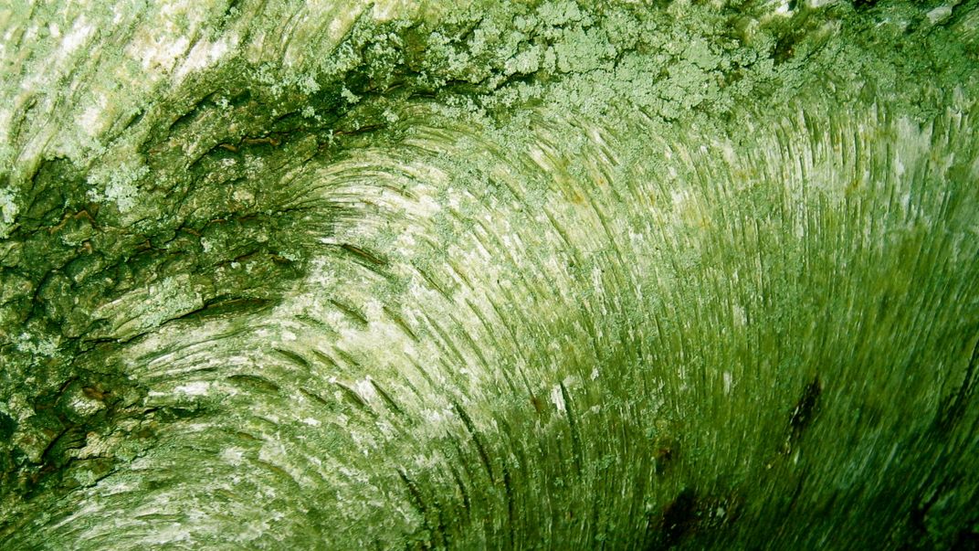 The Bark of a Tree Like a Wave of the Ocean | Smithsonian Photo Contest ...