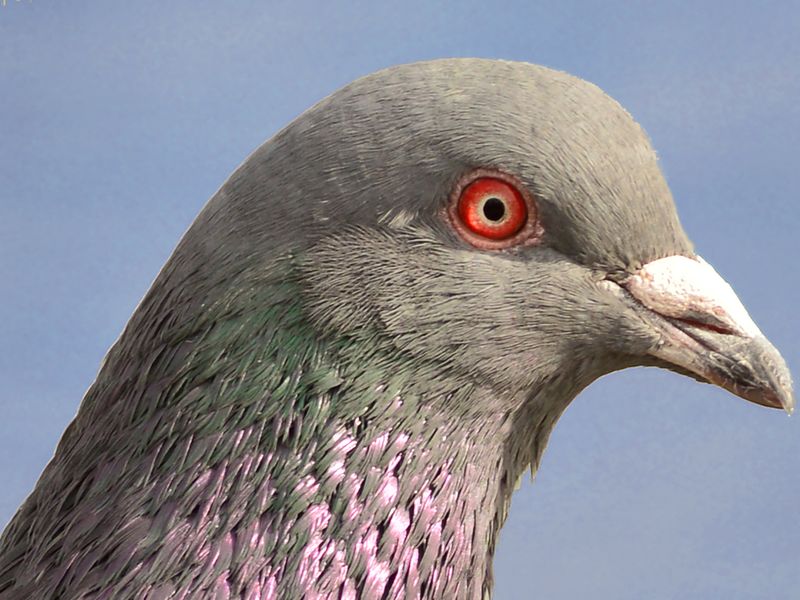 The eye of a Pigeon | Smithsonian Photo Contest | Smithsonian Magazine