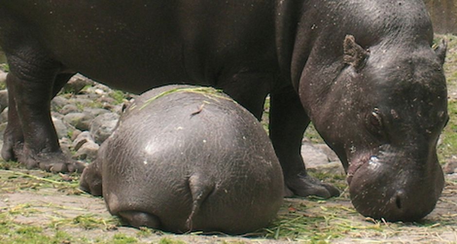 In Little Hippos, Males Beget Females