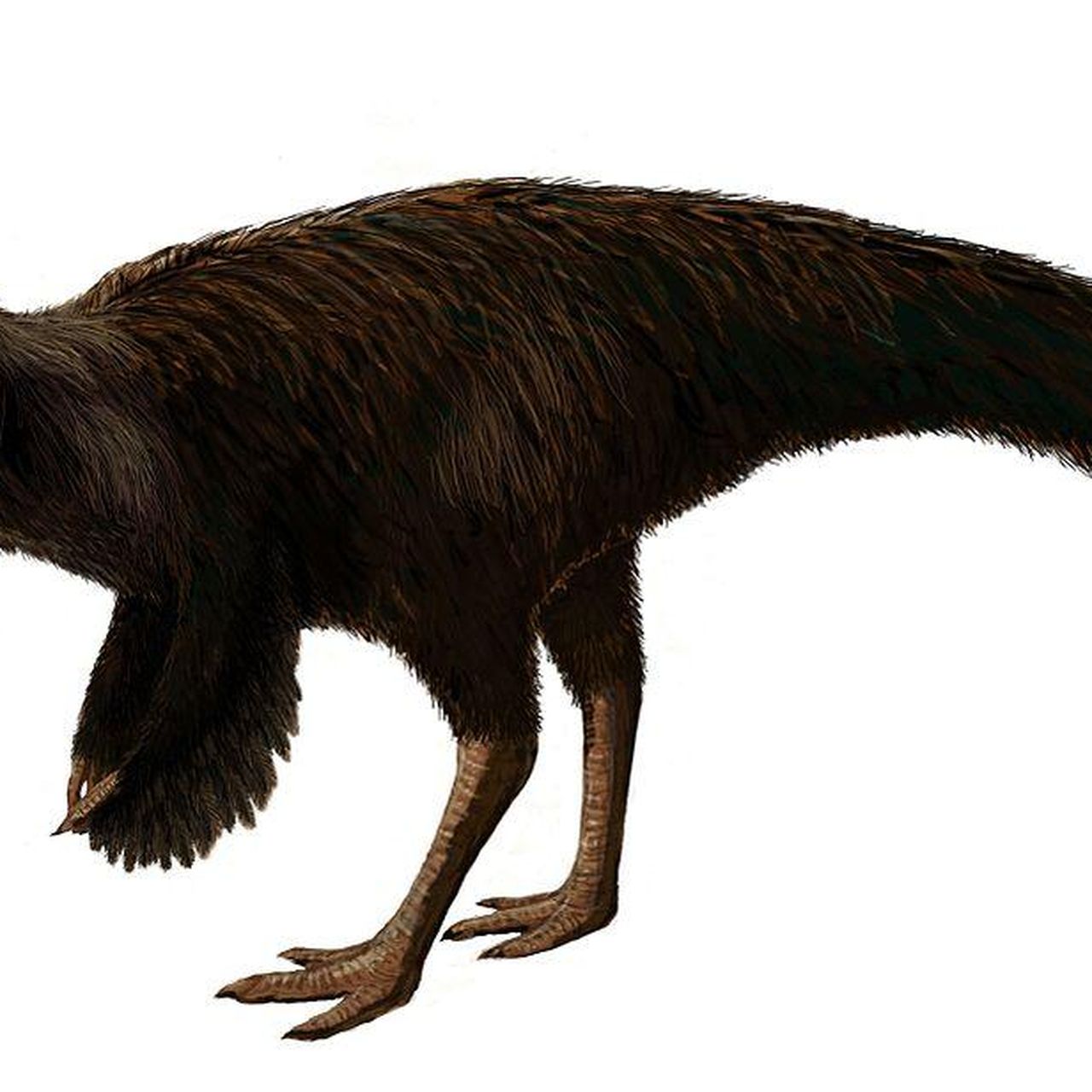Sinornithomimus