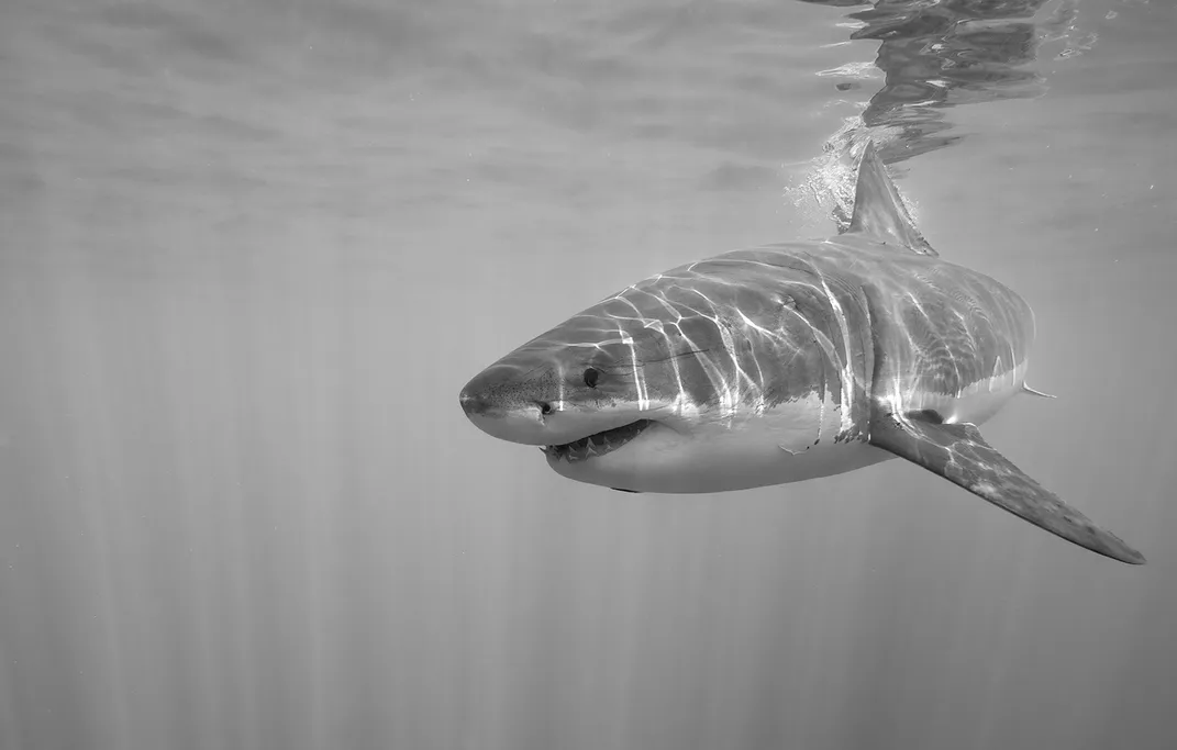 Great White Shark | Smithsonian Photo Contest | Smithsonian Magazine