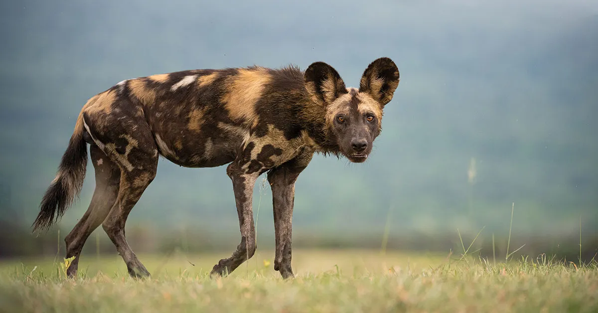 african wild dogs and lions