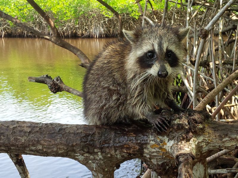 A raccoon in the Everglades hoping for some of my fresh water ...