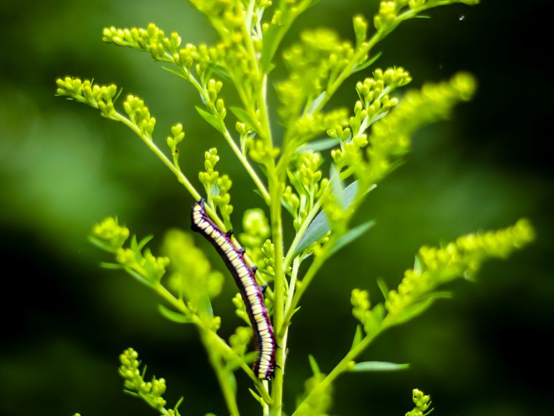 An Inching Caterpillar | Smithsonian Photo Contest | Smithsonian Magazine