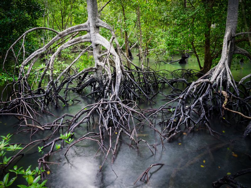 Mangrove Root | Smithsonian Photo Contest | Smithsonian Magazine