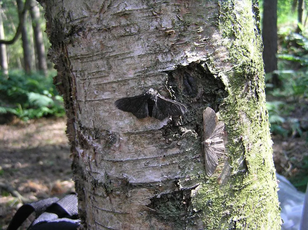 Natural Selection Moths Natural Selection In Peppered Moths | Middle