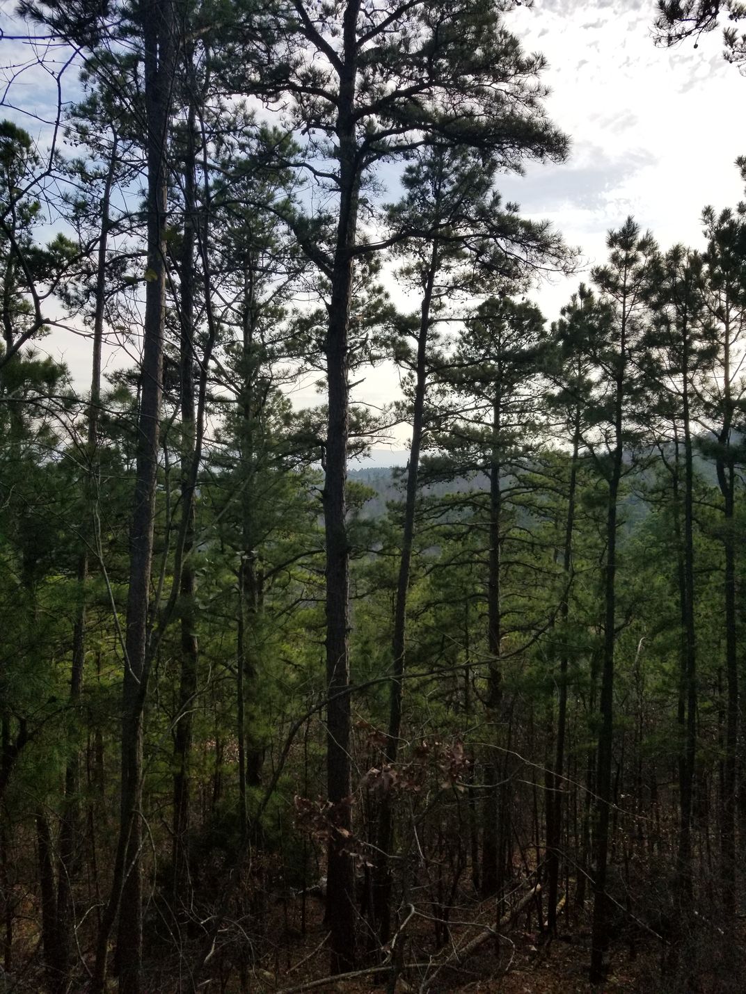 Tall pines of Ouitchita national forest in east Oklahoma. | Smithsonian ...