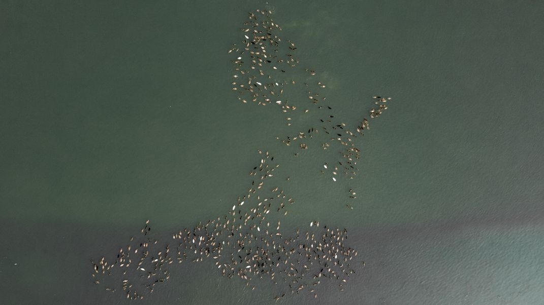 Duck Farming | Smithsonian Photo Contest | Smithsonian Magazine