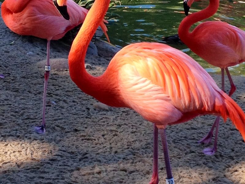 Flamingo enjoying the late afternoon sun! | Smithsonian Photo Contest ...