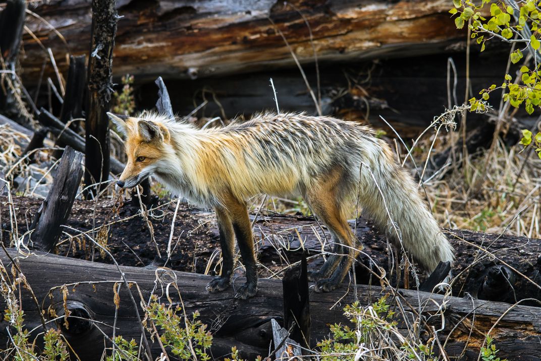 Red Fox Out Hunting | Smithsonian Photo Contest | Smithsonian Magazine