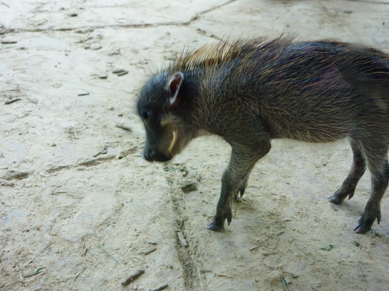 A baby hog while at the zoo | Smithsonian Photo Contest | Smithsonian ...