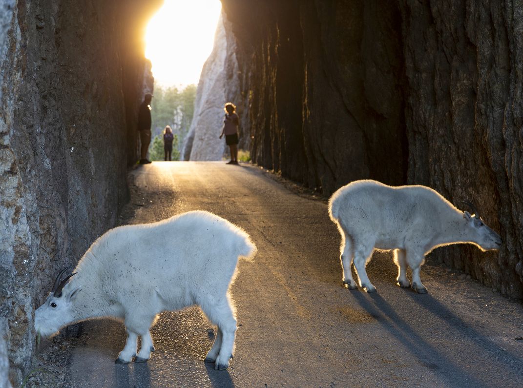 Goat Block in the Black Hills | Smithsonian Photo Contest | Smithsonian ...