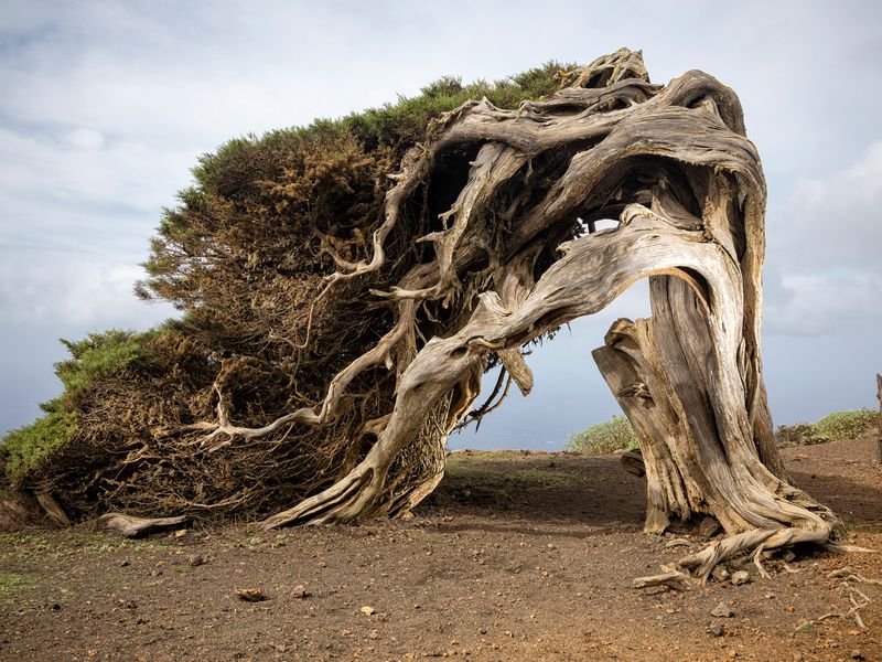 The Sabina Tree. El Hierro. Canary Islands. Spain | Smithsonian Photo ...