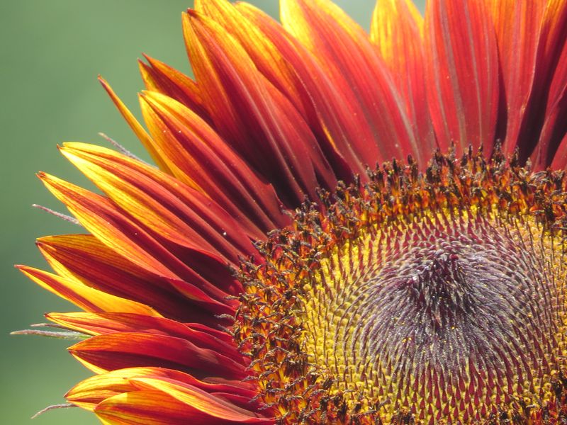 Sunflower on Fire | Smithsonian Photo Contest | Smithsonian Magazine