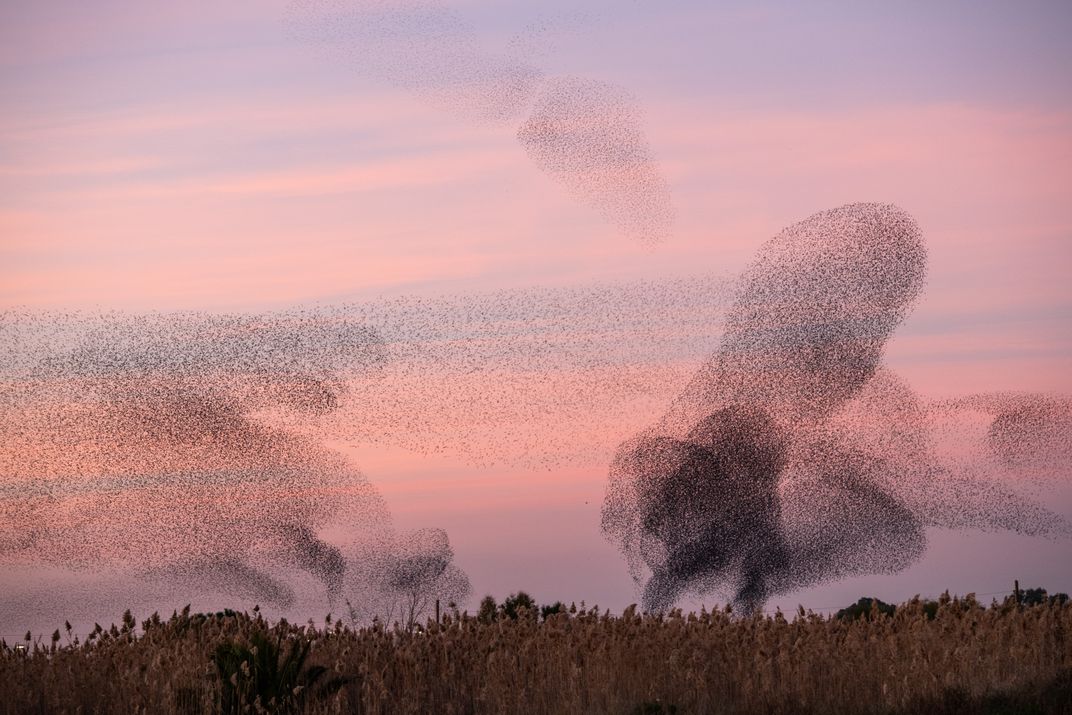 Bird storm | Smithsonian Photo Contest | Smithsonian Magazine