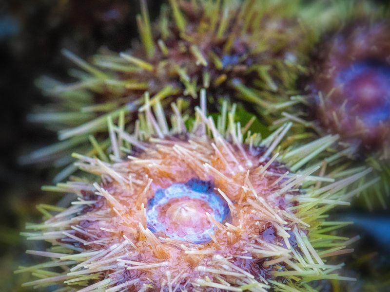 Sea Urchins | Smithsonian Photo Contest | Smithsonian Magazine
