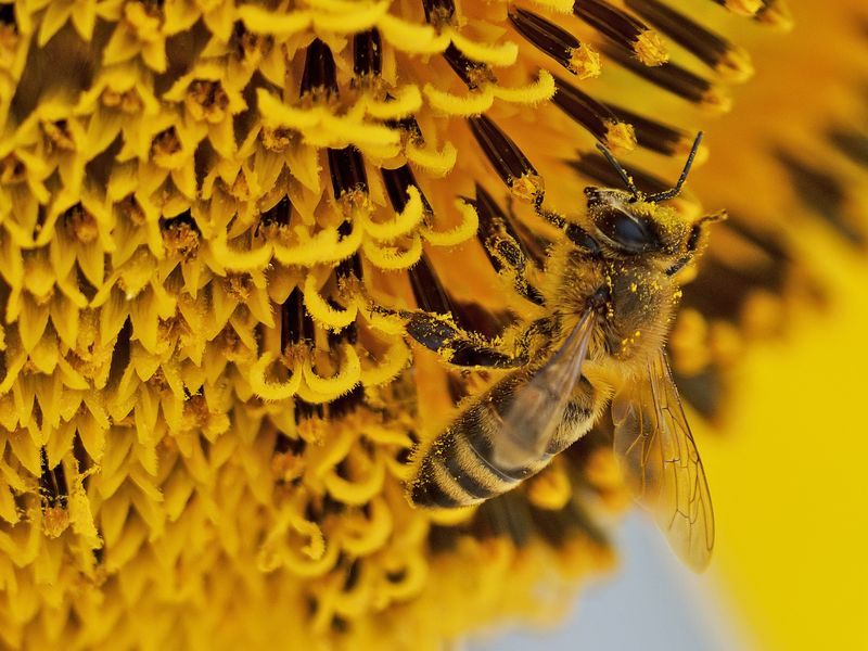 Bee covered in pollen | Smithsonian Photo Contest | Smithsonian Magazine