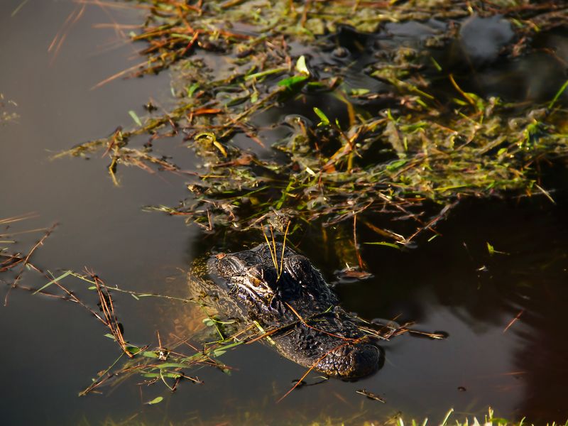Hidden alligator in the marsh | Smithsonian Photo Contest | Smithsonian ...