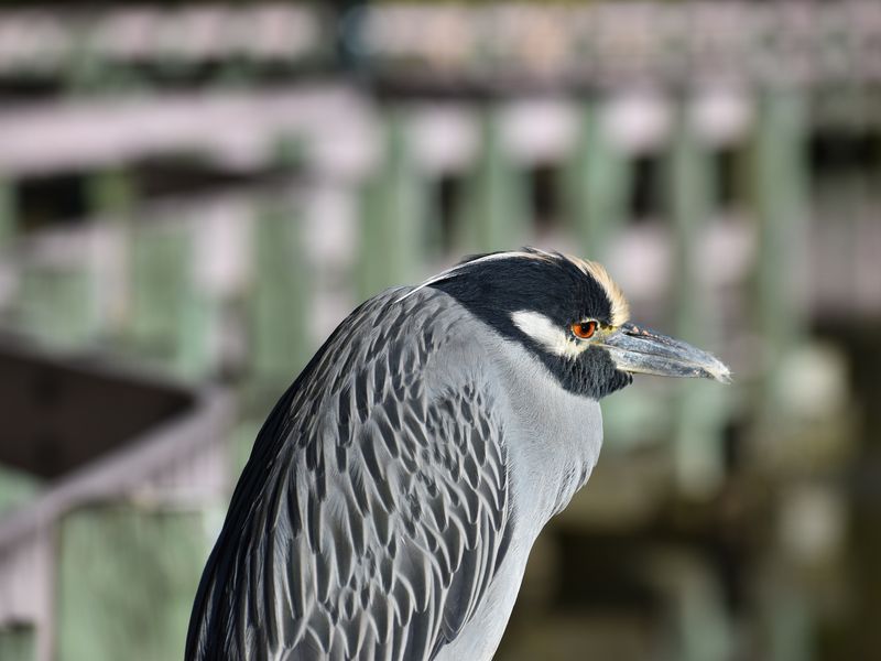 Bird on pearch | Smithsonian Photo Contest | Smithsonian Magazine