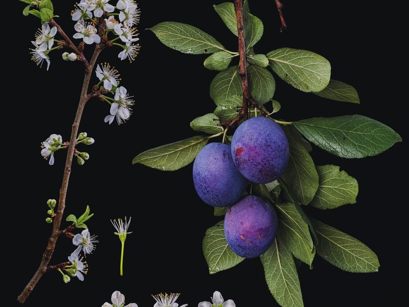 Prunus domestica 'President' | Smithsonian Photo Contest | Smithsonian ...